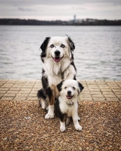 Unique Pet Transformation Photos Show a Puppy Then and Now