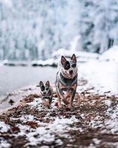 Unique Pet Transformation Photos Show a Puppy Then and Now