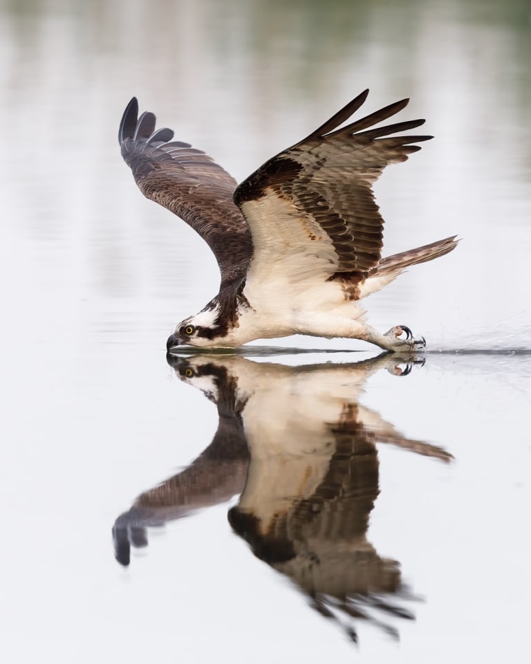 Incredible Photo of Osprey with a Symmetrical Reflection