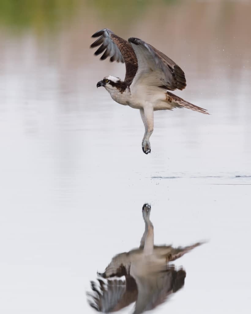 Incredible Photo of Osprey with a Symmetrical Reflection