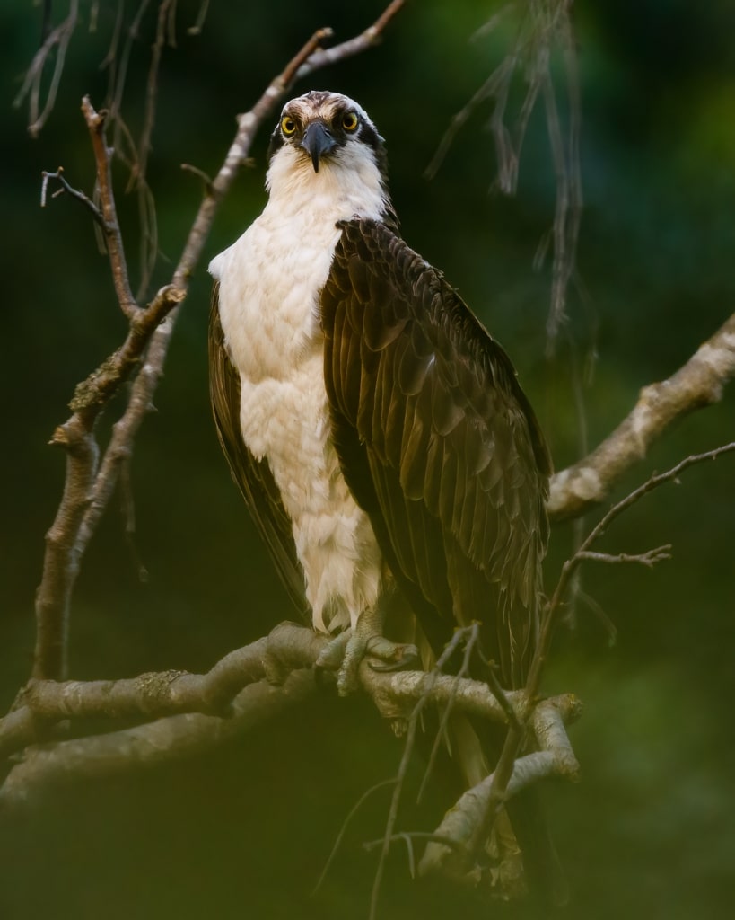 Incredible Photo of Osprey with a Symmetrical Reflection