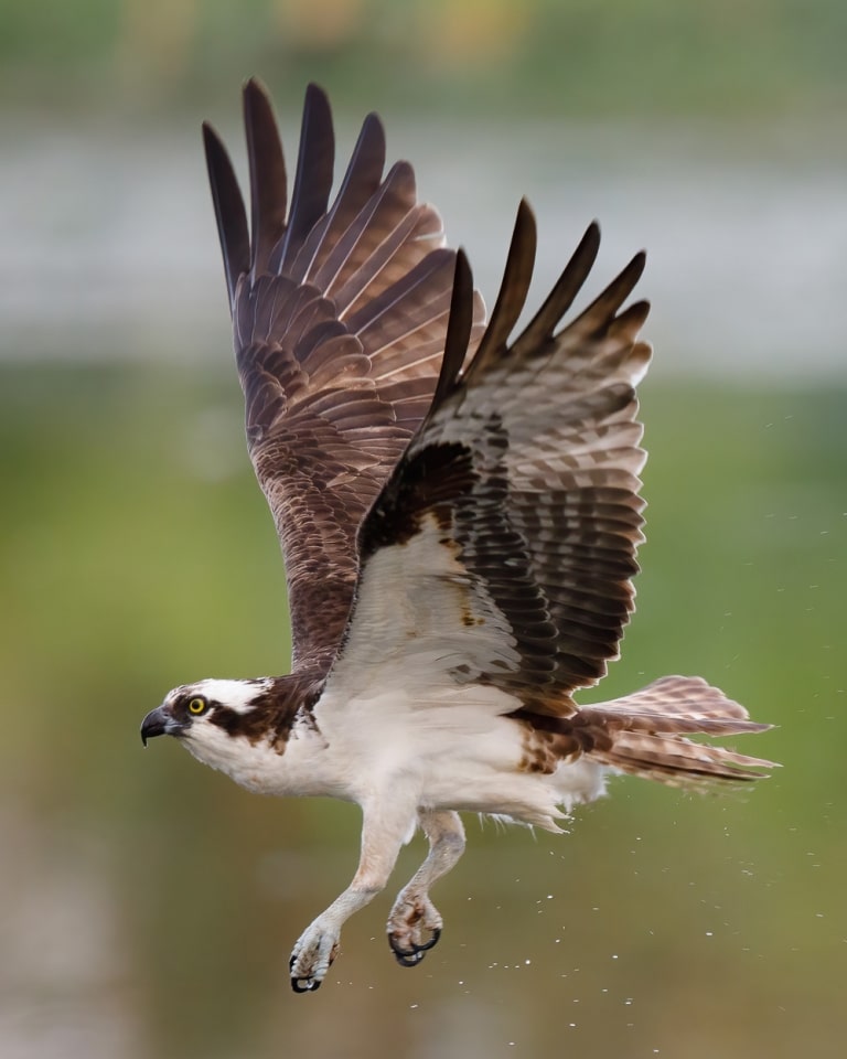 Incredible Photo of Osprey with a Symmetrical Reflection
