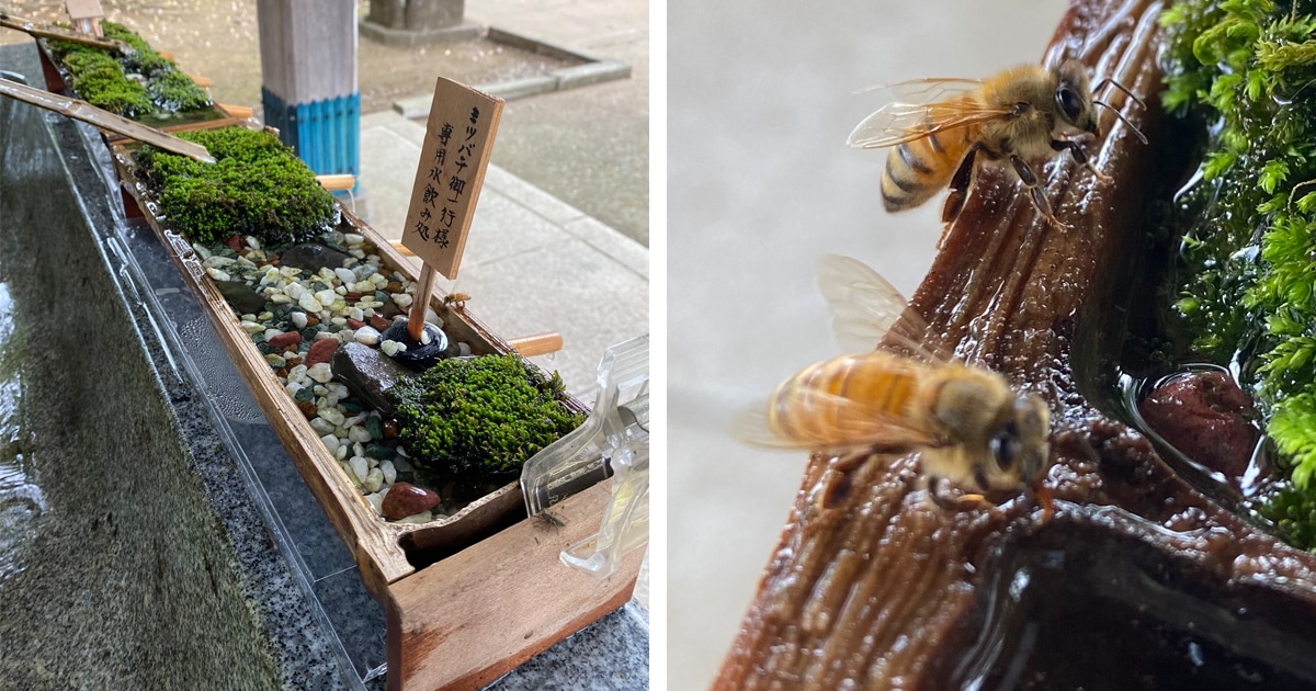 Tiny Hydrating Bee Sanctuary for Summer by Hitokotonushi Shrine