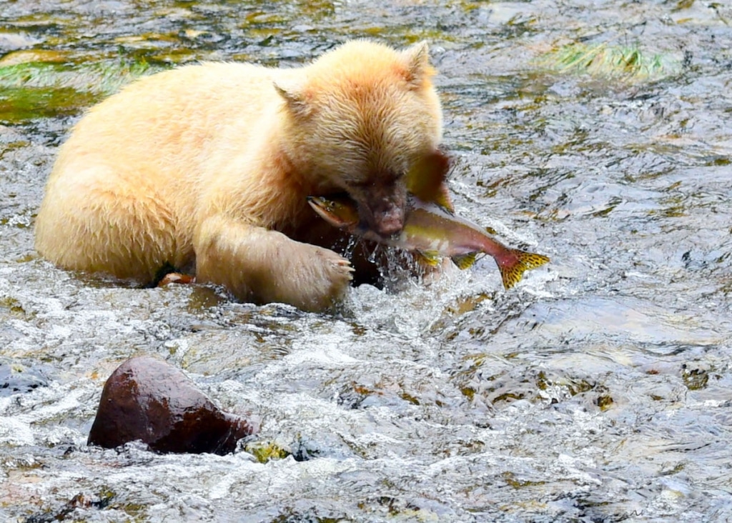 Get a Glimpse of the Rare Spirit Bear on Gribbell Island