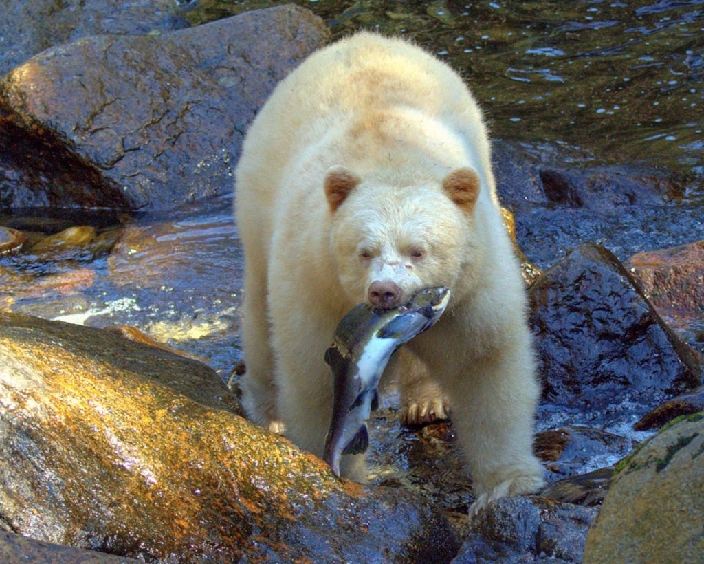Get a Glimpse of the Rare Spirit Bear on Gribbell Island
