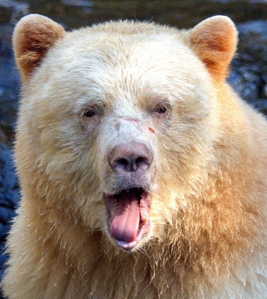 Get a Glimpse of the Rare Spirit Bear on Gribbell Island