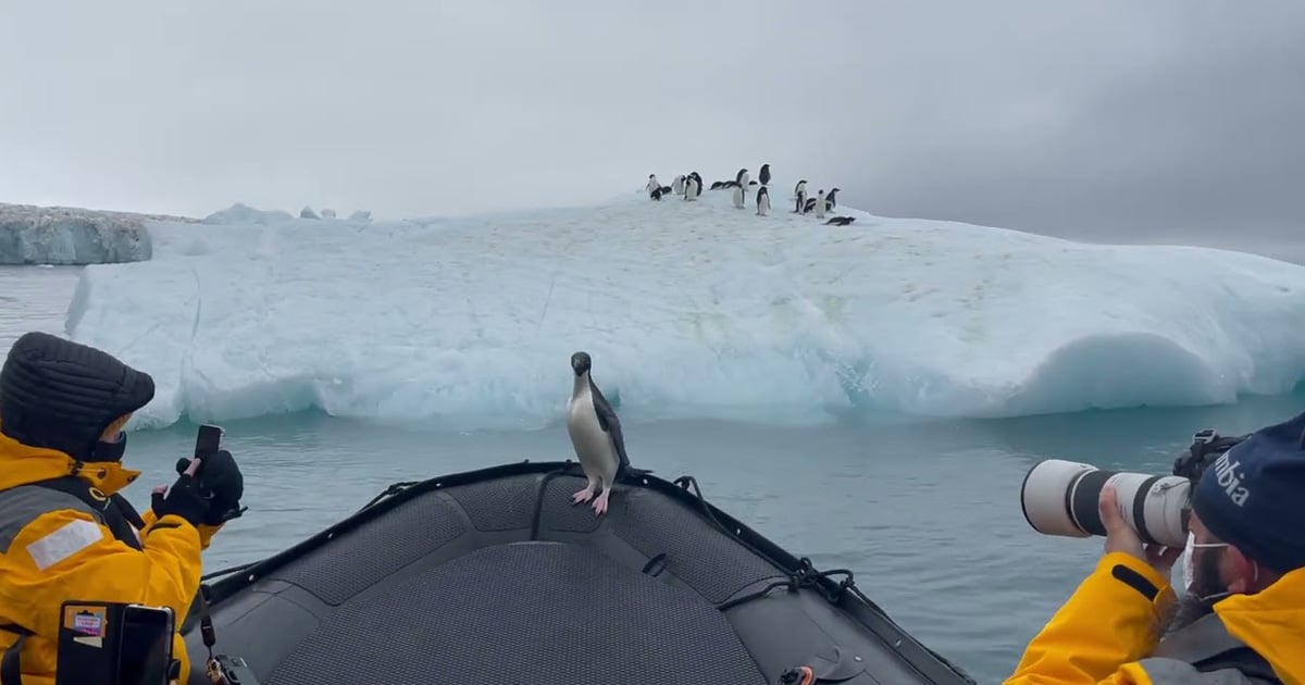 Video of a Penguin Hitching a Ride on a Boat in Antarctica