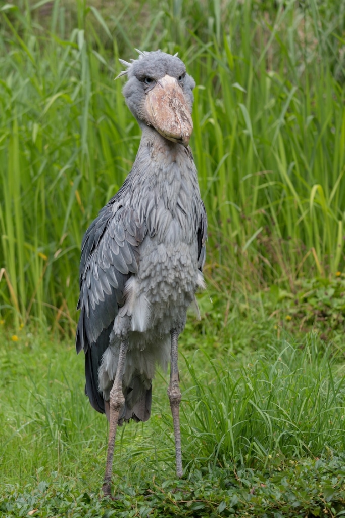 Learn About the Shoebill Stork, Africa's Giant Prehistoric Bird