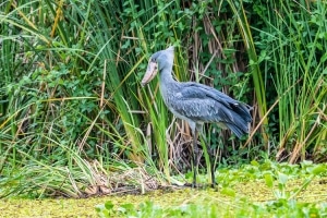 Learn About the Shoebill Stork, Africa's Giant Prehistoric Bird