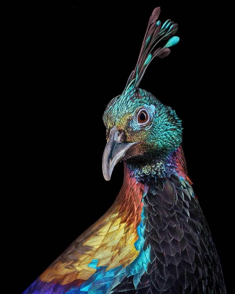 Artist Explores the Beauty of Birds in an Online Exhibition