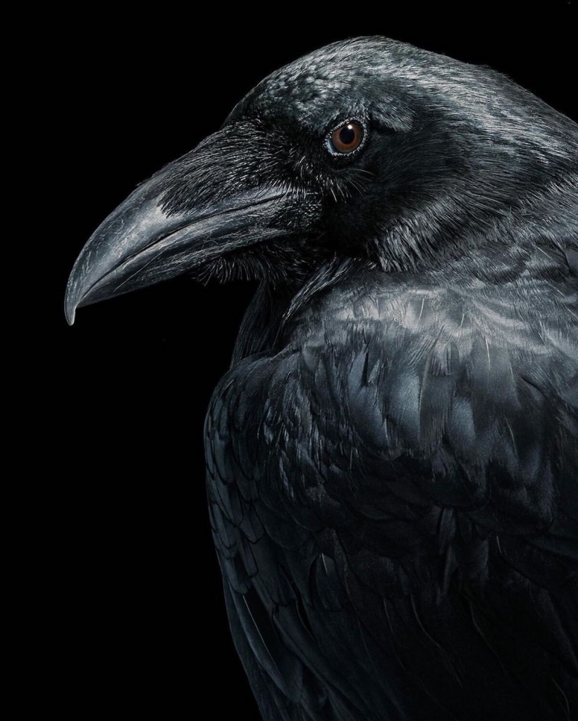 Emotional Bird Photos Capture the Exquisite Diversity of Our Feathered ...