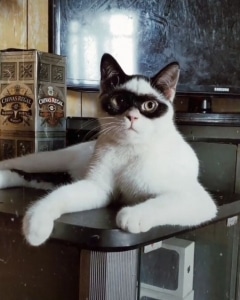 This Cat Looks Like Zorro and Even Has His Own Sidekicks