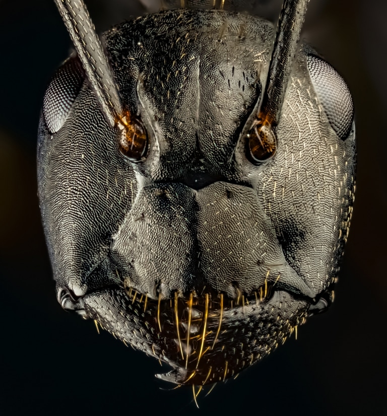 These Close-Up Portraits of Ants Will Keep You Up at Night