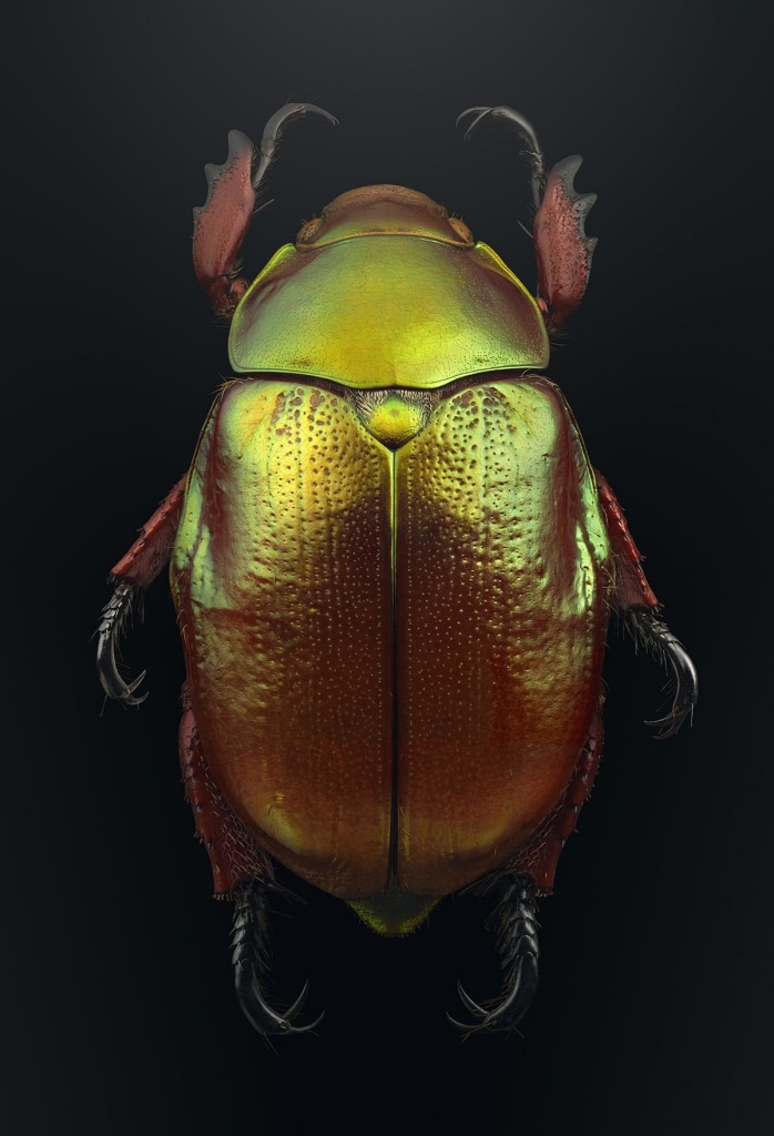 Macro Photography Highlights Beauty of Extinct and Endangered Insects ...