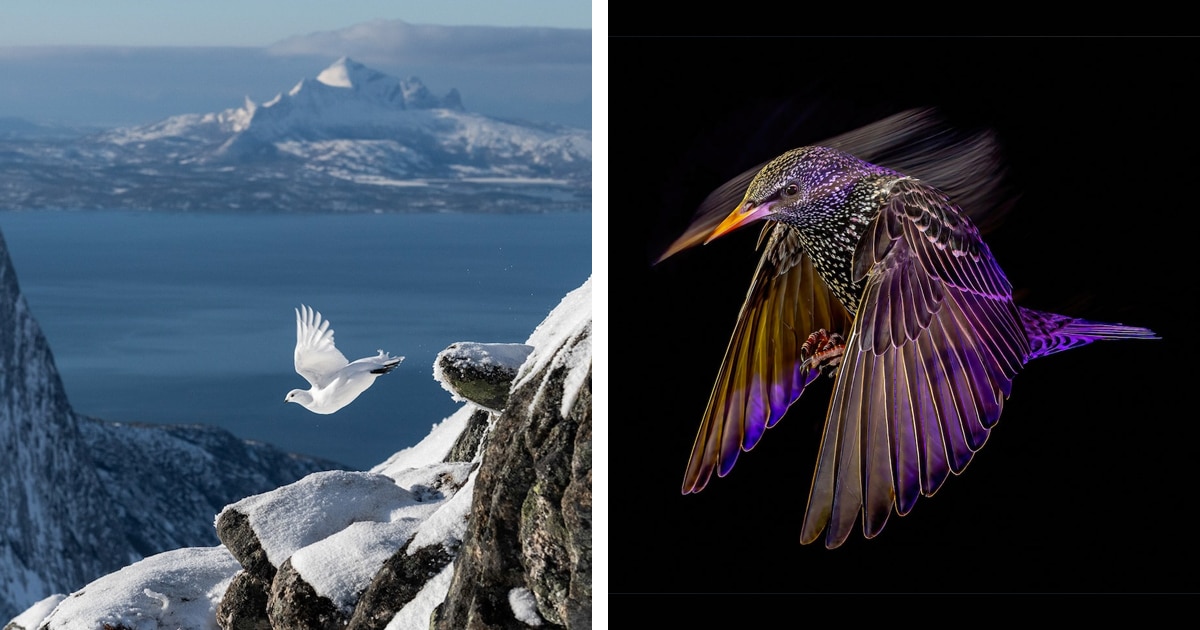 These are the Winners of the Bird Photographer of the Year Awards
