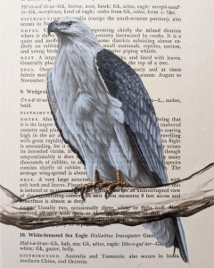Artist Adds Exquisite Bird Paintings to Vintage Book Paper