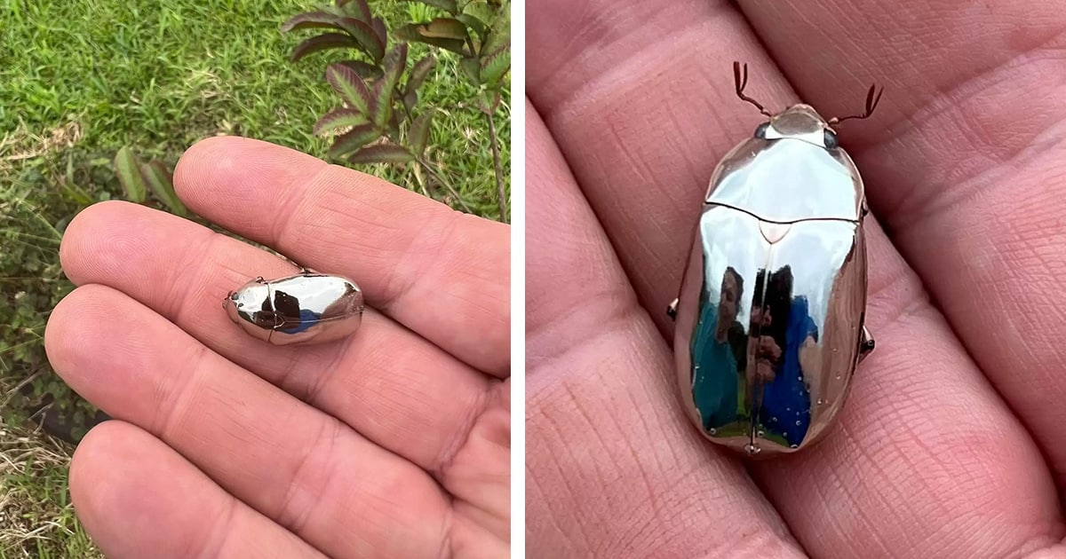 Man Finds Rare Mirror-Like Scarab Beetle While on a Stroll