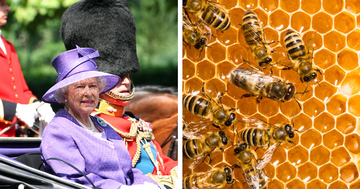Royal Bees Are Informed of Queen Elizabeth's Passing