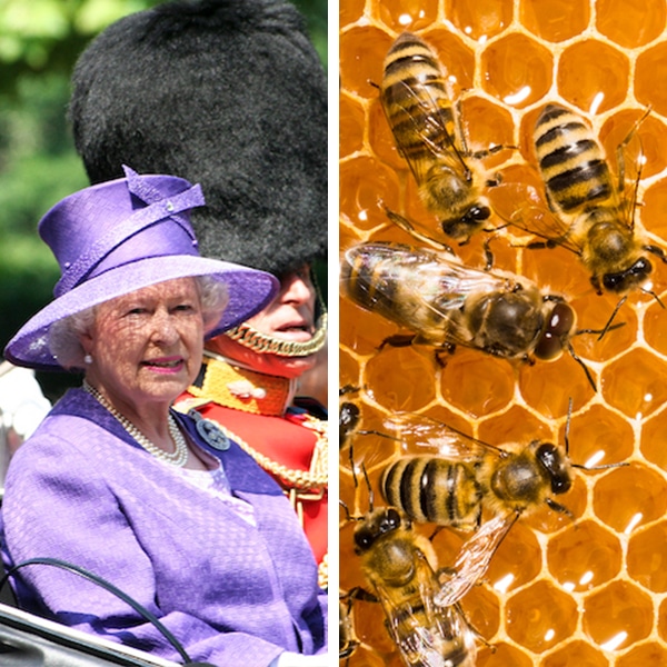 Natura Insects, a Series of Insect Art Floral Arrangements