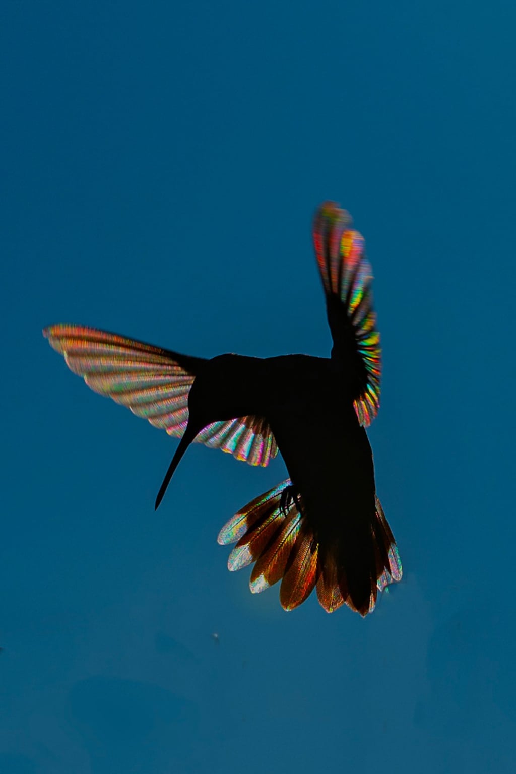 After Three Years, Man Finally Gets Perfect Photo of Hummingbird