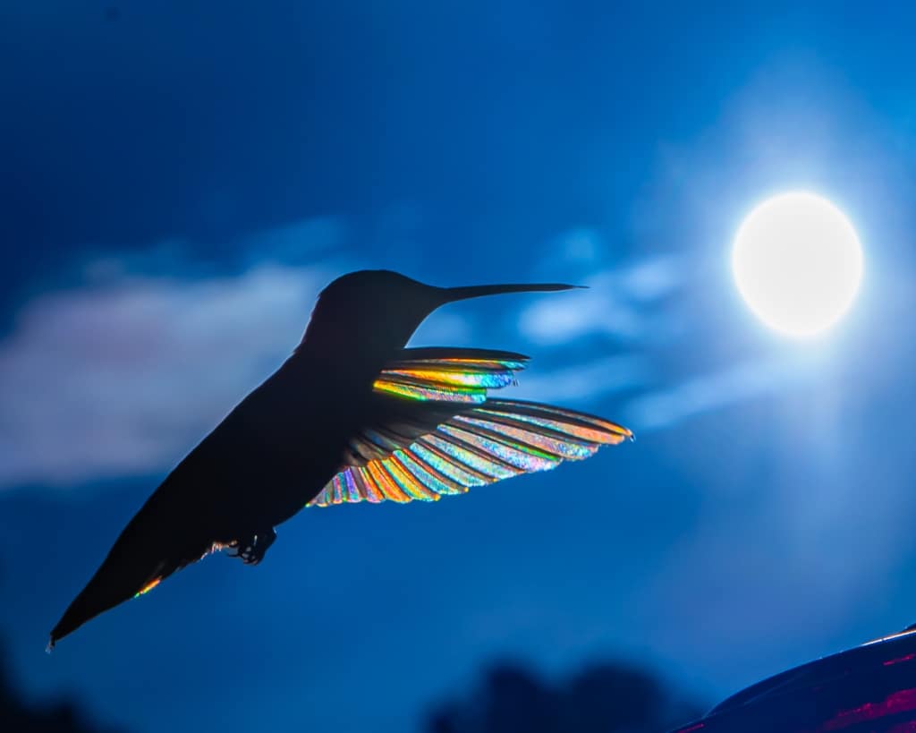 After Three Summers, Man Finally Gets Photos of Hummingbird With ...