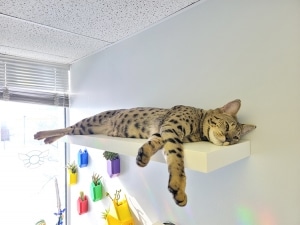 Fenrir Holds the Record for the Tallest Cat and is a Therapy Animal