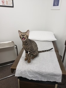 Fenrir Holds the Record for the Tallest Cat and is a Therapy Animal