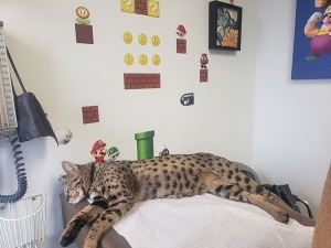 Fenrir Holds the Record for the Tallest Cat and is a Therapy Animal