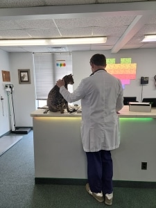 Fenrir Holds the Record for the Tallest Cat and is a Therapy Animal