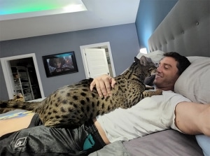 Fenrir Holds the Record for the Tallest Cat and is a Therapy Animal