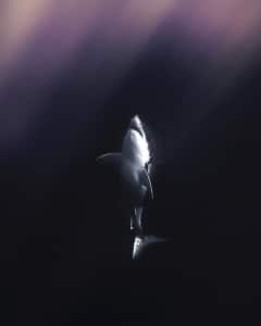 Shark Attack Survivor Now Advocates for Them Through Portraiture