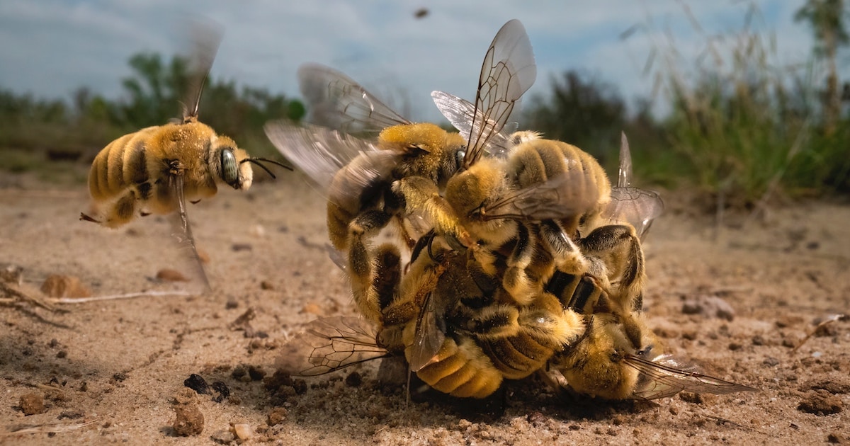 A Fighting Cluster of Bees Wins Top Wildlife Photography Award