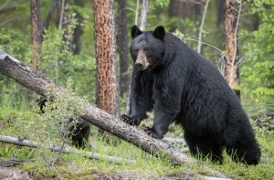 Hiker Fends Off Bear Attack While Climbing Down a Mountain