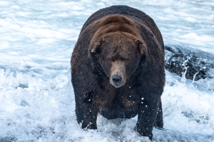This Chonky Bear Was Just Named Winner of 'Fat Bear Week'