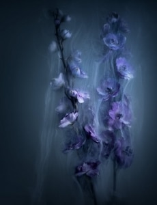 Photographer Submerges Colorful Flora in Ink-Tinted Water