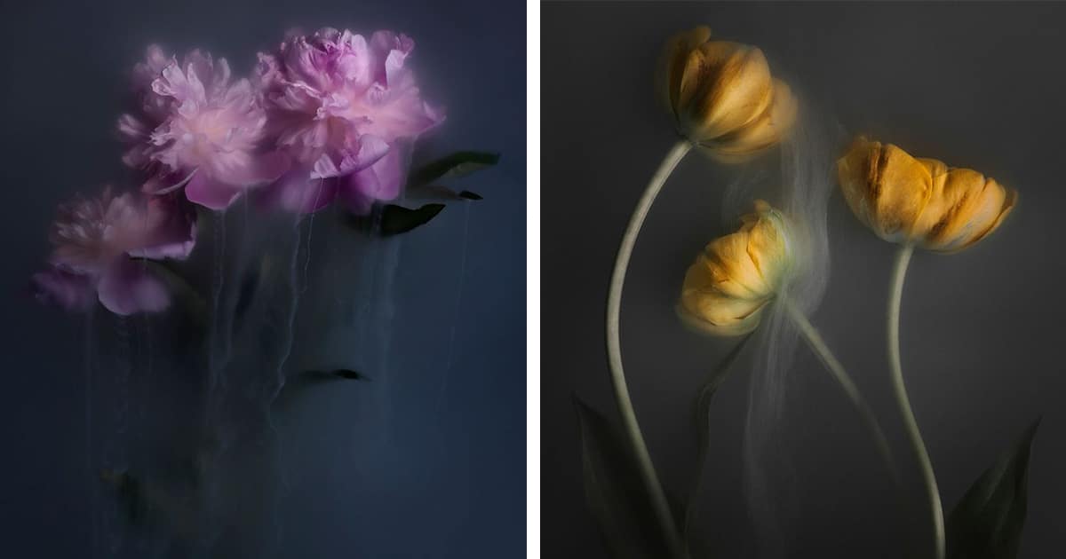 Photographer Submerges Colorful Flora in Ink-Tinted Water