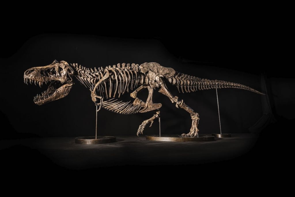 T. Rex Skeleton Expected to Sell for Over $25 Million at Christie's