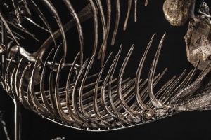 T. Rex Skeleton Expected to Sell for Over $25 Million at Christie's