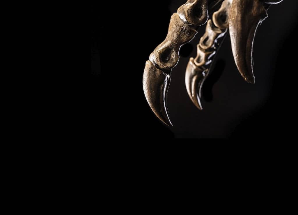 Rare T. Rex Skeleton Expected to Sell for Over $25 Million at Christie ...