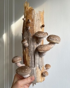 Amazing Paper Sculptures of Lifelike Fungi by Woodlucker