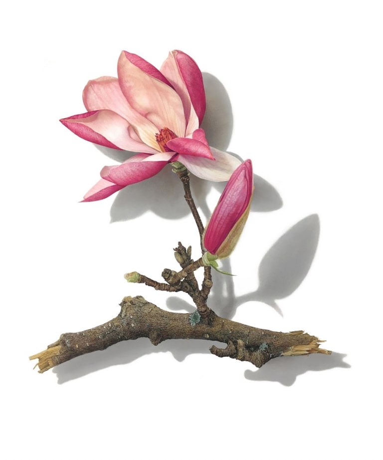 Hyperrealistic Drawings Resemble Actual Plants