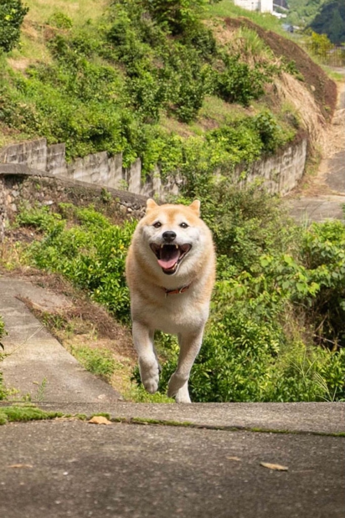 Photos Capture Shiba Inu Sprinting to Their Owner