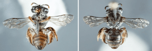 New Bee Discovered in Australia Has a Doglike Snout
