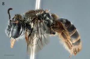 New Bee Discovered in Australia Has a Doglike Snout
