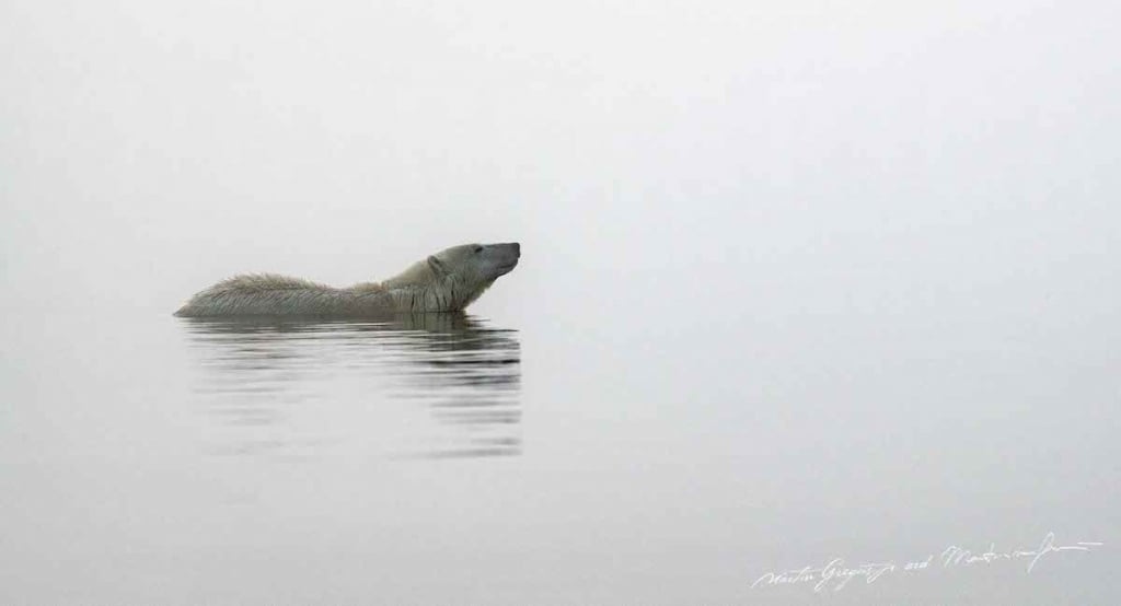 Photographer Camps with Polar Bears in the Canadian Arctic