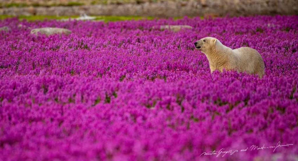 Photographer Camps with Polar Bears in the Canadian Arctic