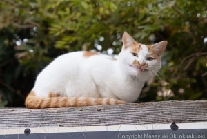 Funny Cat Photography on the Streets of Japan