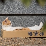Funny Cat Photography on the Streets of Japan