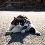 Funny Cat Photography on the Streets of Japan
