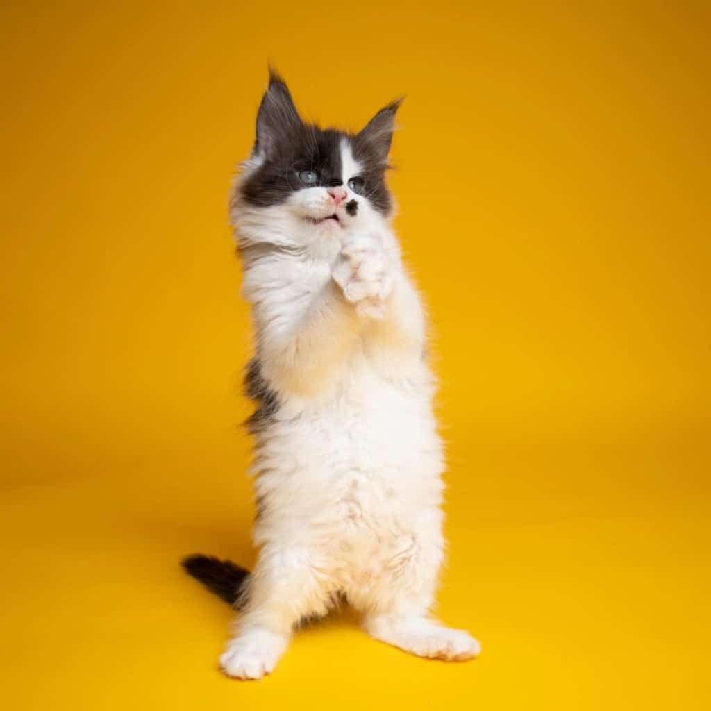 Cat Photography Shows the Varied Purrsonalities of Furry Friends